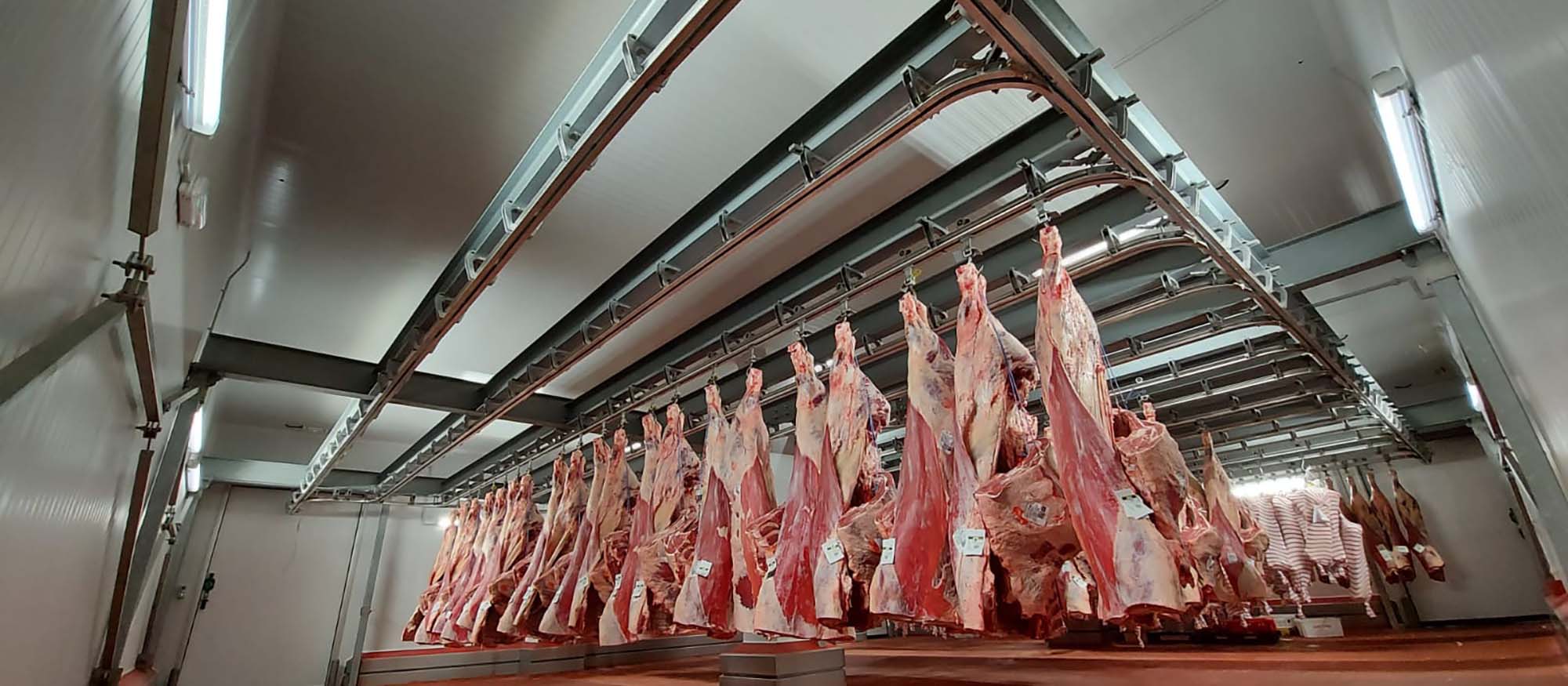 ¿Qué maquinaria usar en un matadero de vacuno? - MECANOVA